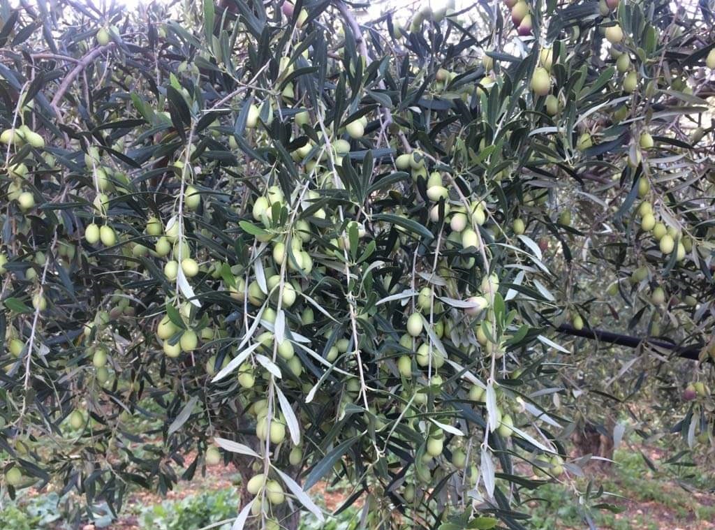 Λύση για εργάτες γης από Βιετνάμ και Ταϋλάνδη. | EpidavrosNews